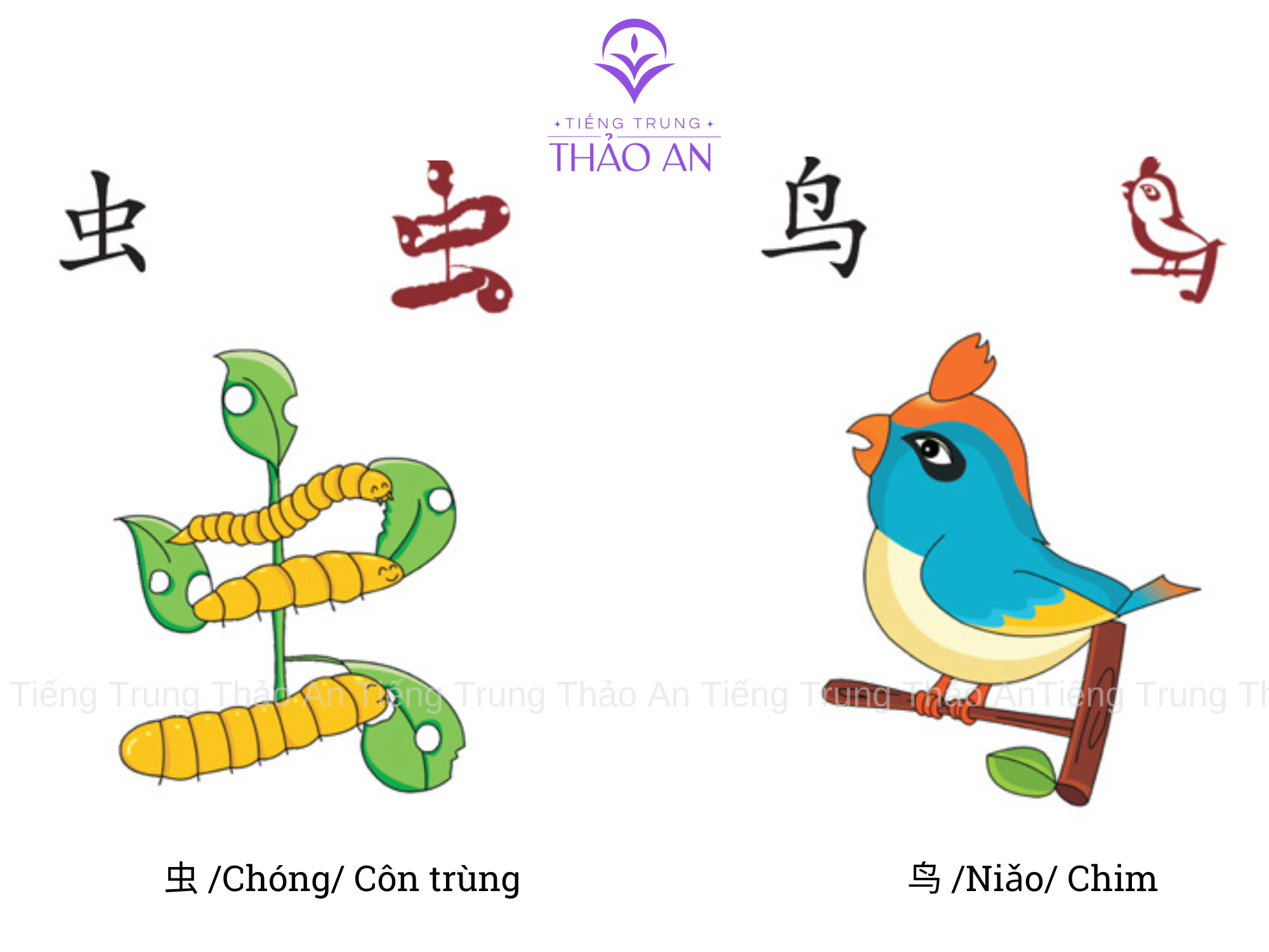Học từ vựng tiếng Trung qua Hình ảnh (phần 1) – Tiếng Trung Thảo An